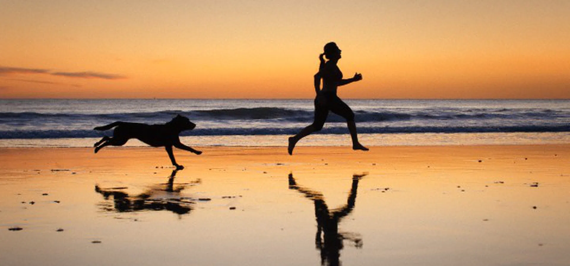 Защо кучето е най добрият приятел на човека Profit Bg