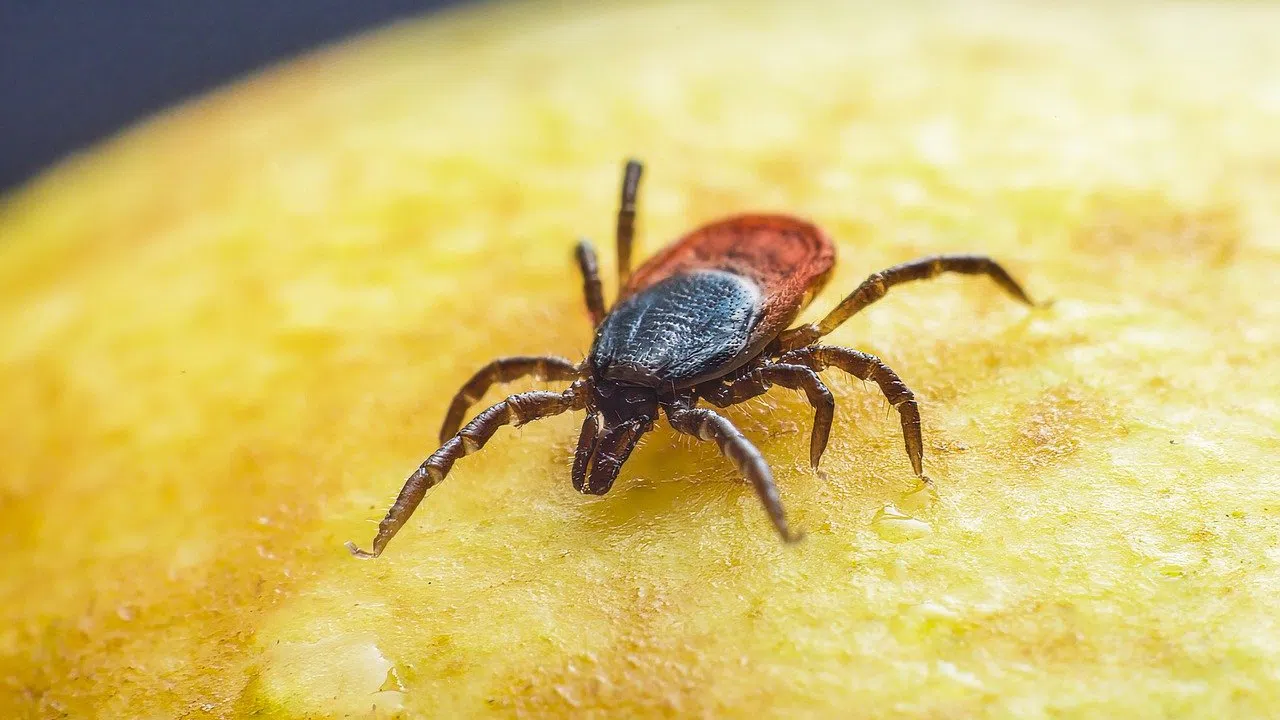 Как да отстраните главата на кърлежа, ако тя остане под кожата Здраве - woman.bg