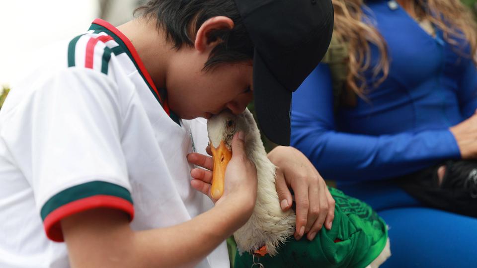 Nem jogador, nem influencer: a maior estrela do México é um pato (fotos)