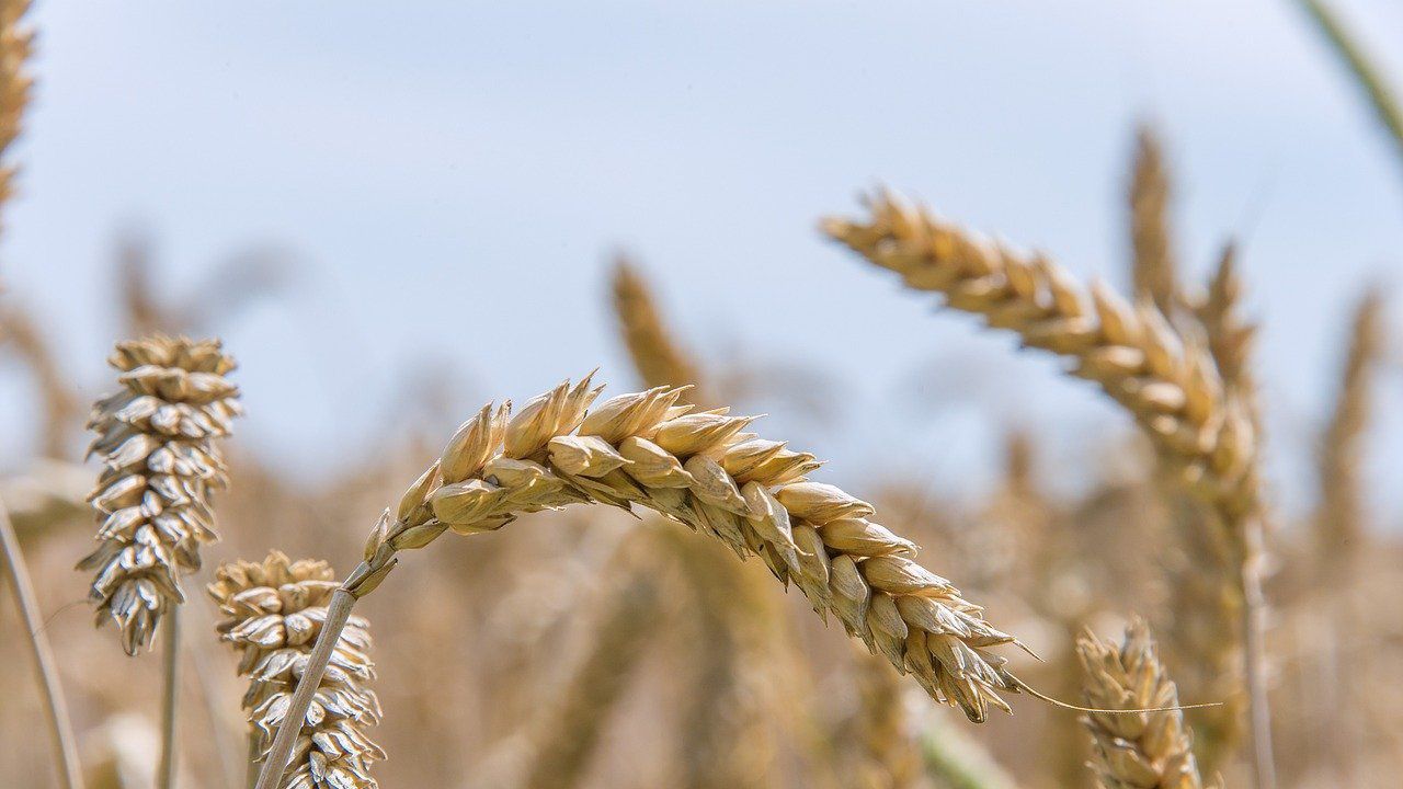 Съдбата на зърнената сделка Ще я обсъждат външните министри на Турция и Русия Новини бг