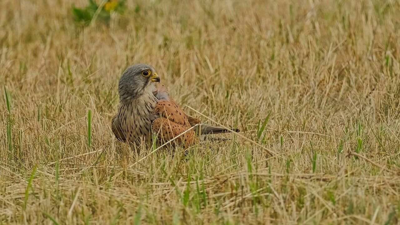 Търг на соколи в Саудитска Арабия събра приходи от близо 8 милиона долара за 4 години Новини бг
