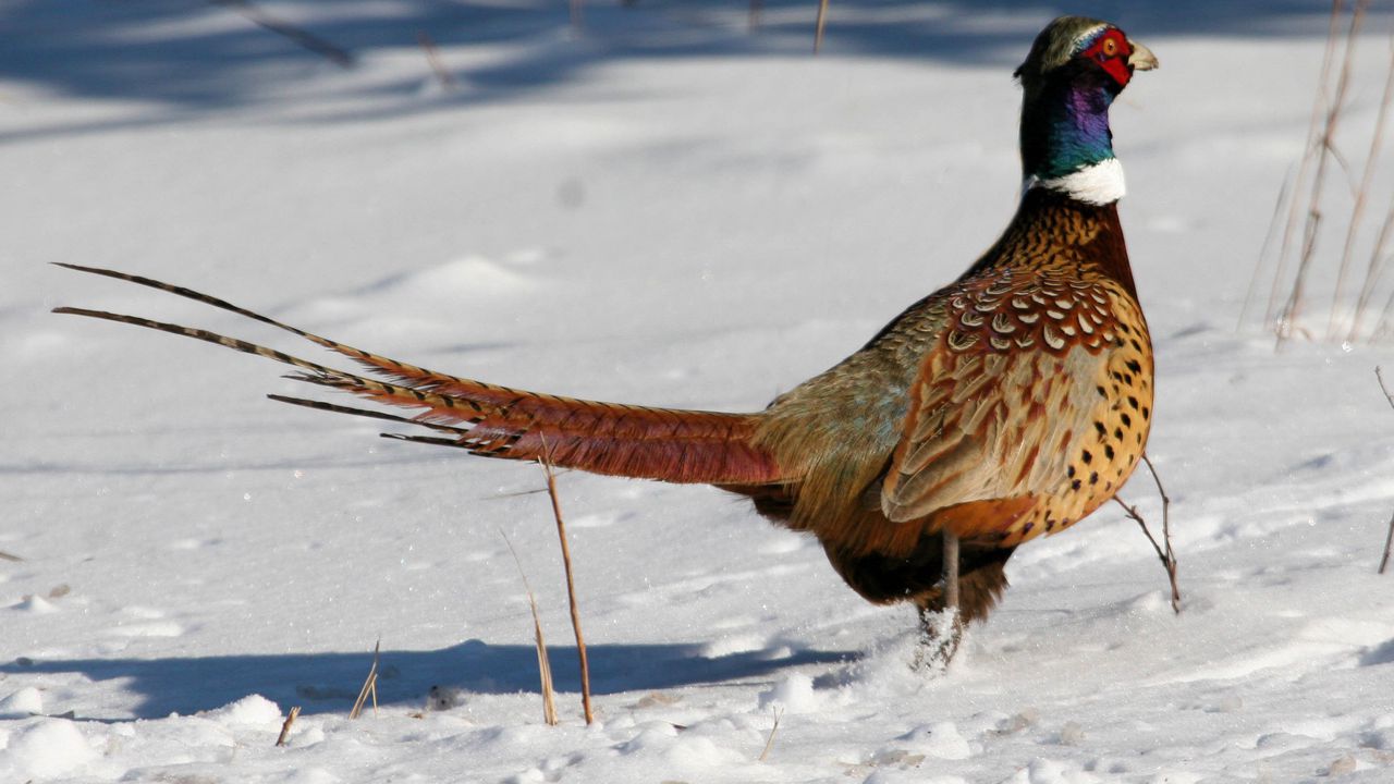 Агенция по горите към стопанисващите дивеча у нас Опазвайте го Новини бг