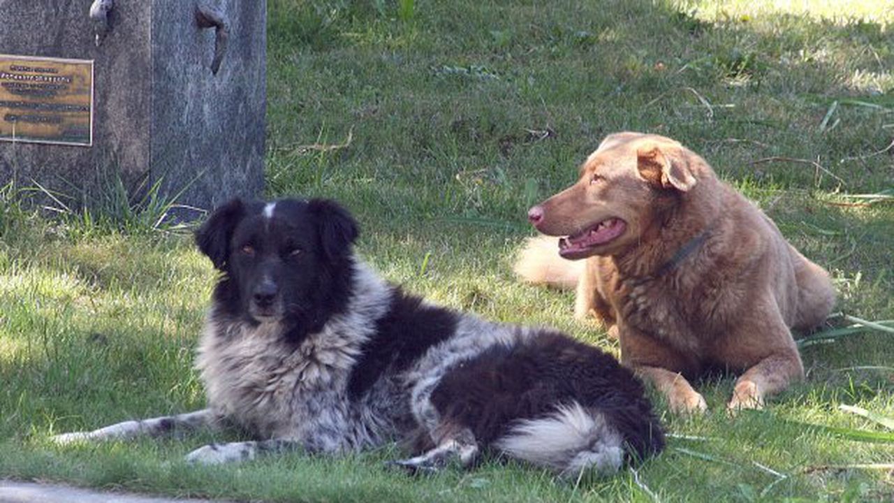 Кастрация и на женските кучета Новини бг