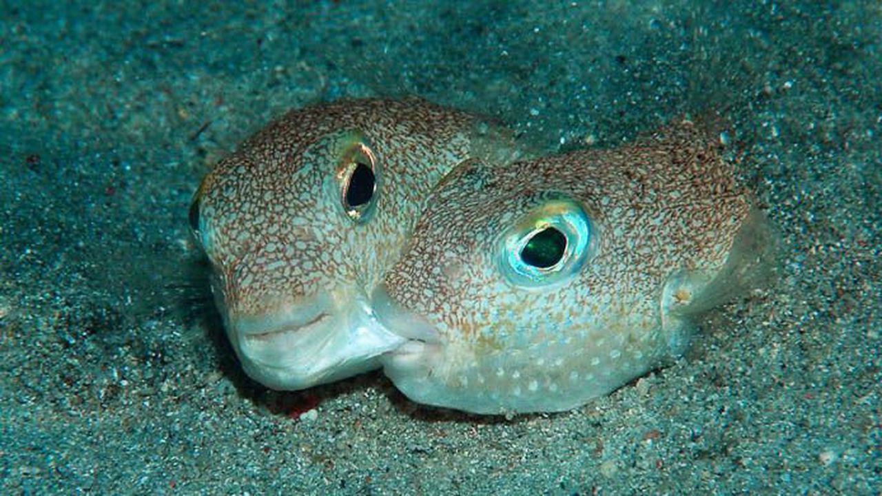 Топ 10 животни открити през последната година Новини бг