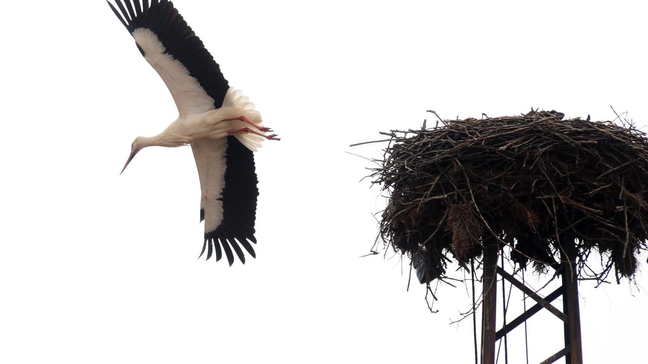 На 15 юни започва преброяването на белите щъркели | Новини.бг