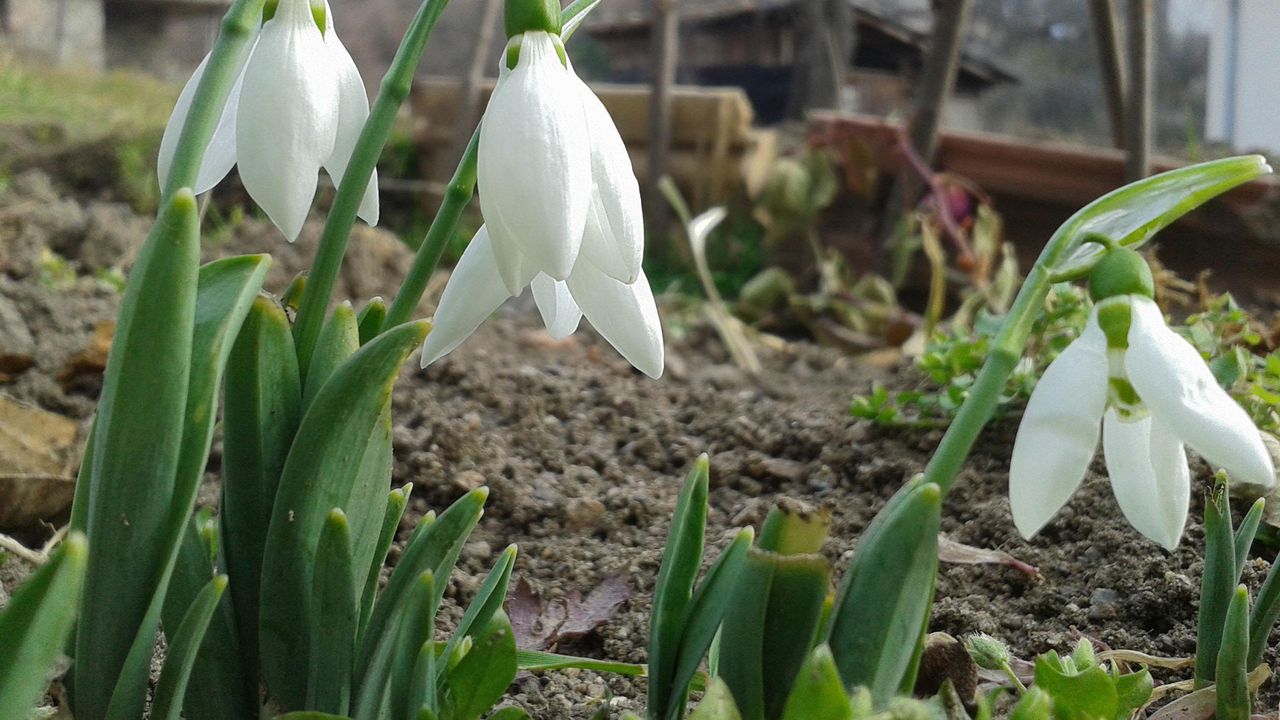 Пролетни температури в последния ден на февруари Новини бг