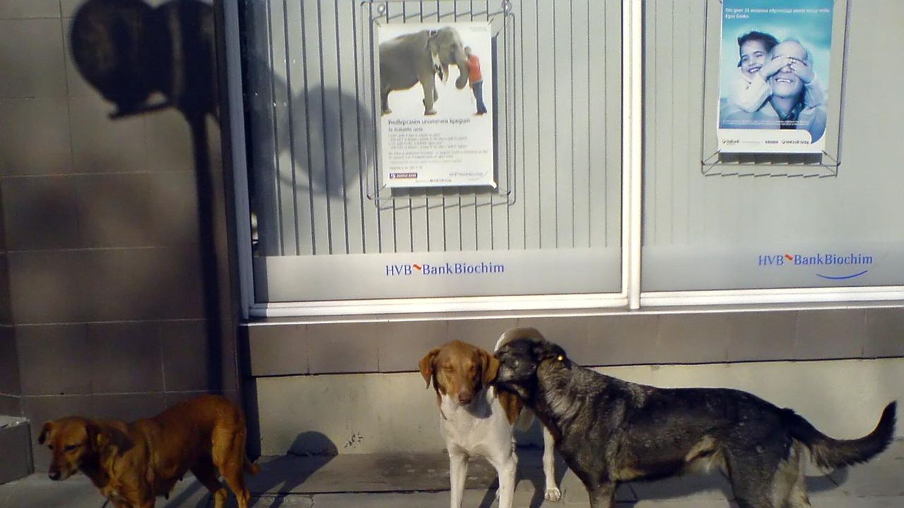 Приютът за бездомни кучета в Ямбол ще бъде разширен Новини бг