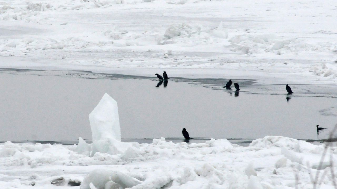 Проект за добив на пясък и чакъл заплашва защитени зони по Дунав Новини бг