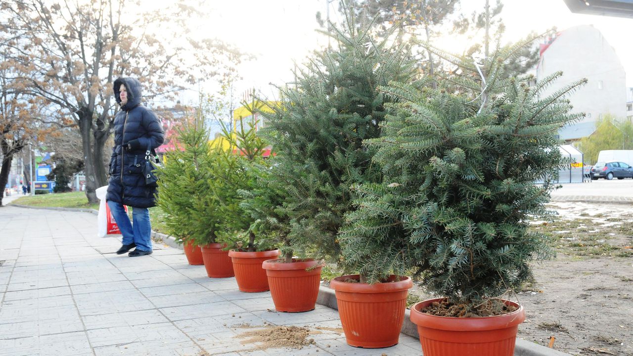 Държавно горско стопанство - Добрич предлага благотворително живи елхи ...