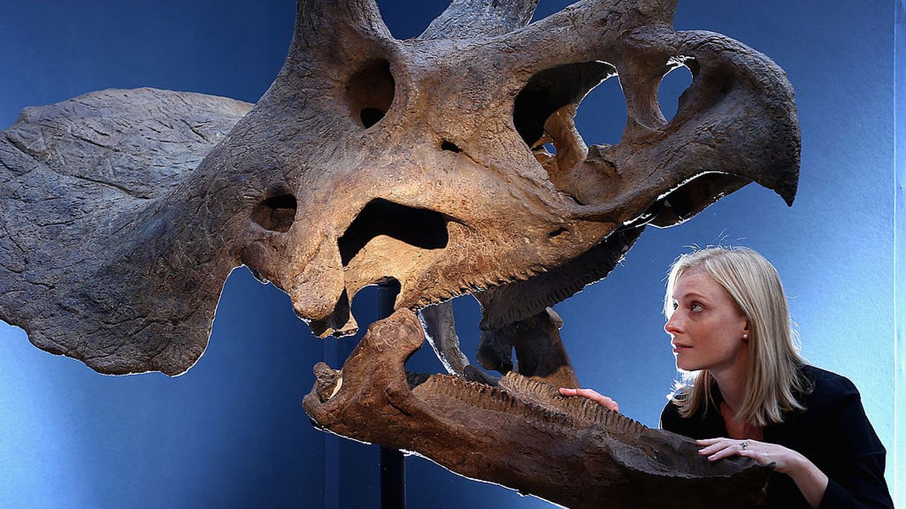 Студент откри динозавърски череп на 65 милиона години при първите си разкопки Новини бг