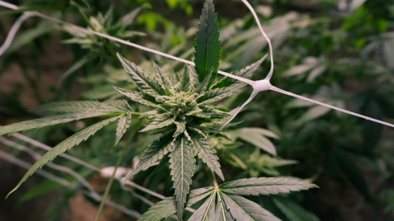 Граничари разкриха шест ниви с 526 канабисови растения в планината Огражден | Новини.бг