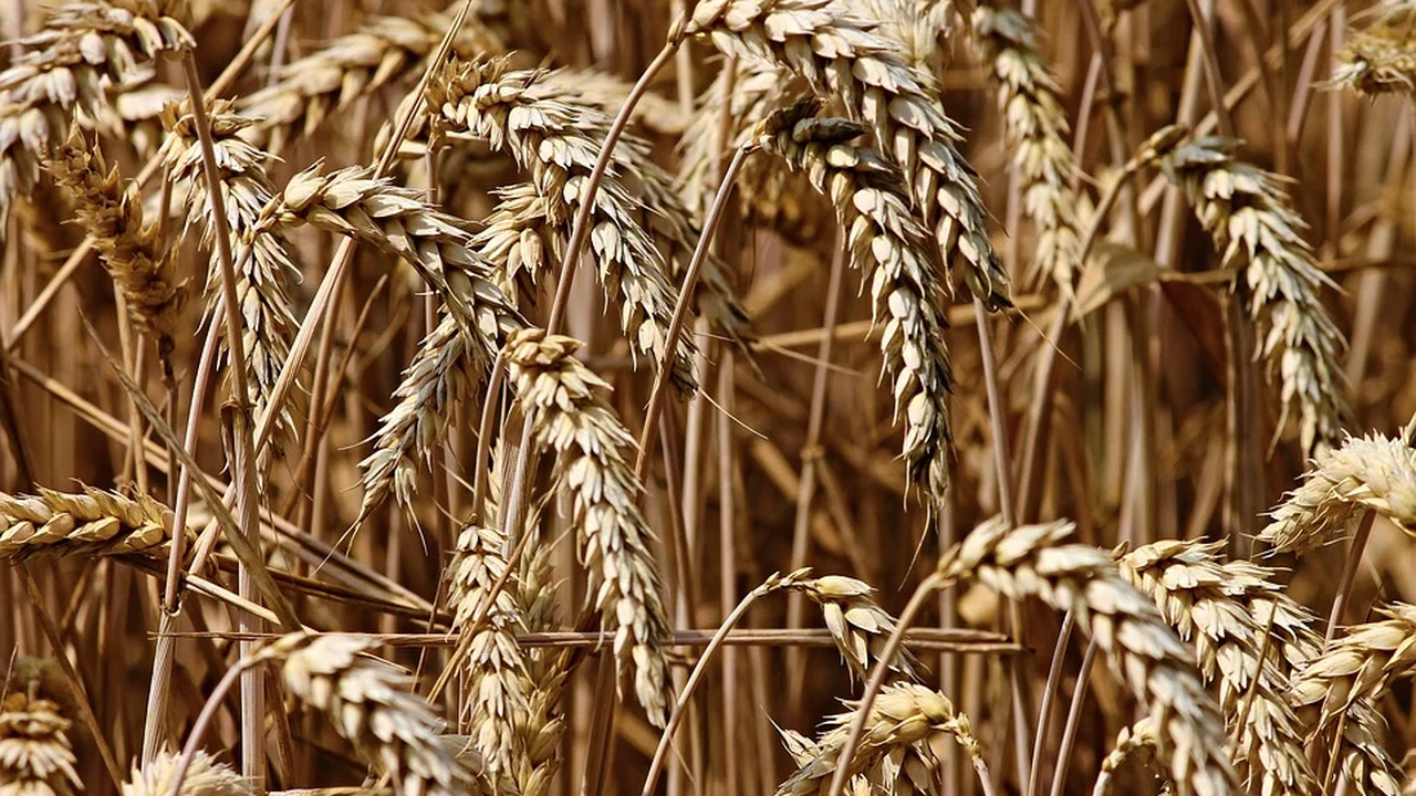 Суша, лош избор на сортове и 40% по-ниски добиви от пшеница в Добружда ...