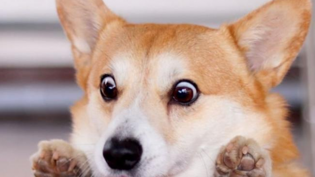 Почина кученцето Хен вдъхновило хиляди мемета в социалните мрежи Новини бг