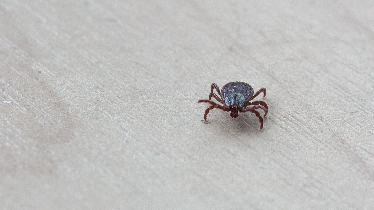 Мъж почина след ухапване от кърлеж в Гърция Новини бг