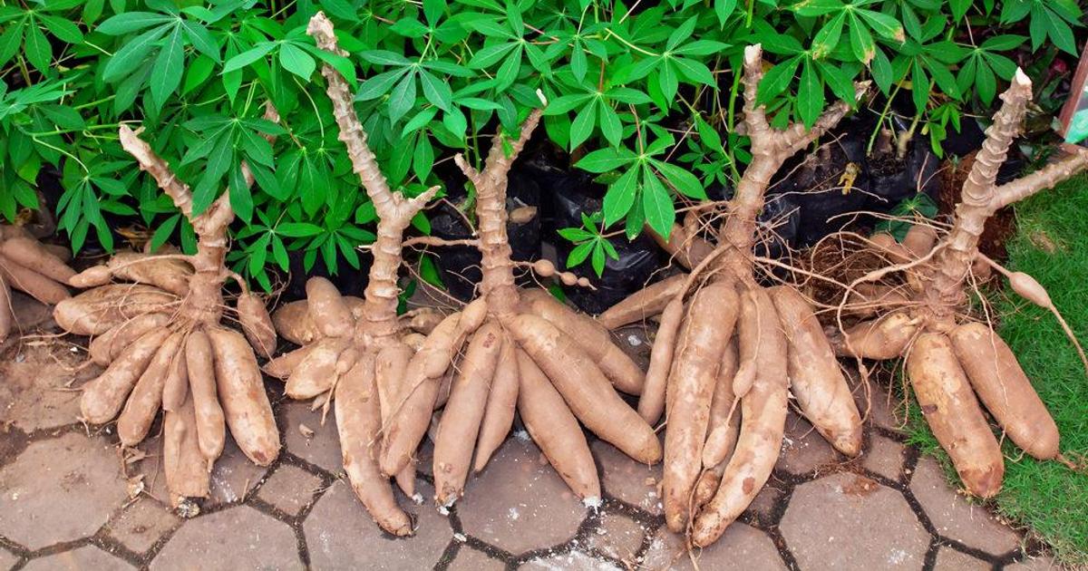 Côte d’Ivoire : vers une pénurie inévitable d’attiéké ? Alerte sur un ...