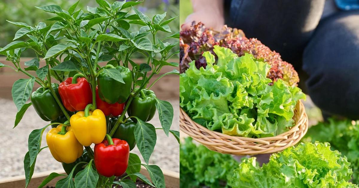 7 best crops to plant in your backyard during the rainy season | Pulse ...