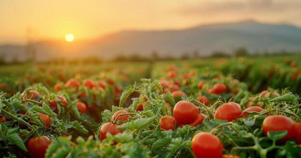 Government to roll out 60-hectare tomato farms to stabilise prices ...
