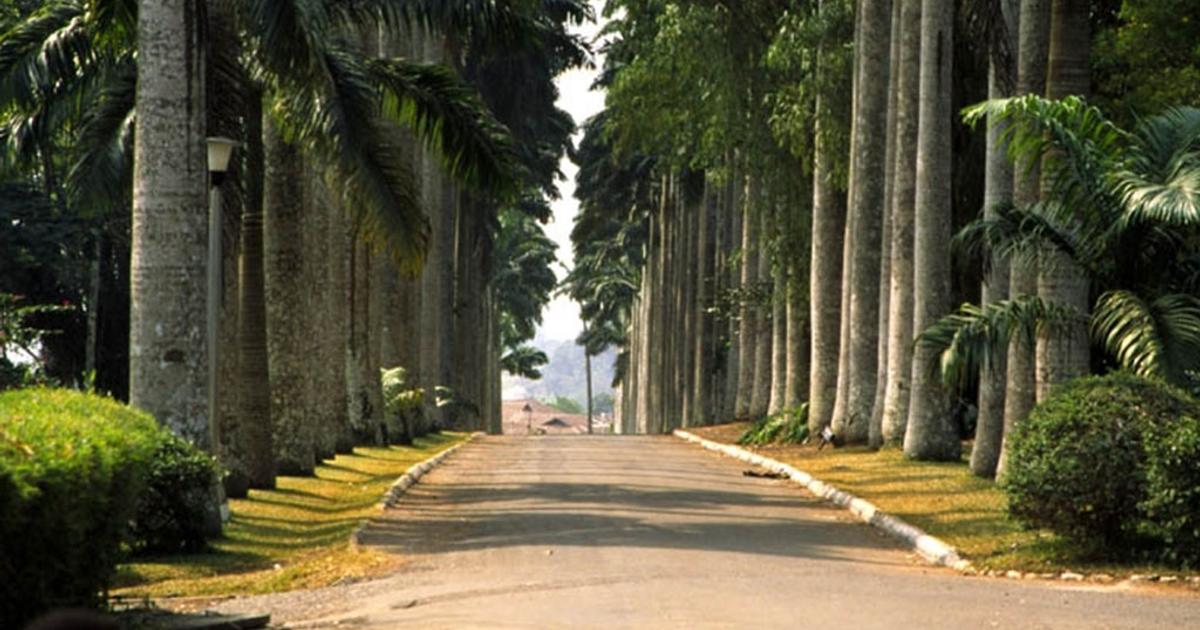 5 Powerful Reasons to Start Planting Trees Today for a Greener Future ...