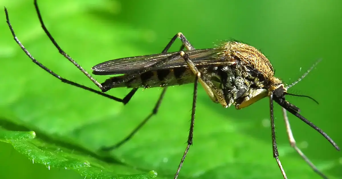5 Surprising Benefits of Mosquitoes You Probably Don’t Know About ...