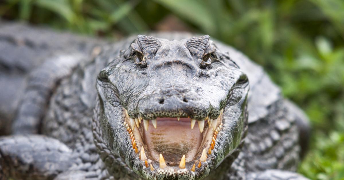 10 most dangerous animals in the world you don't know about | Pulse Ghana