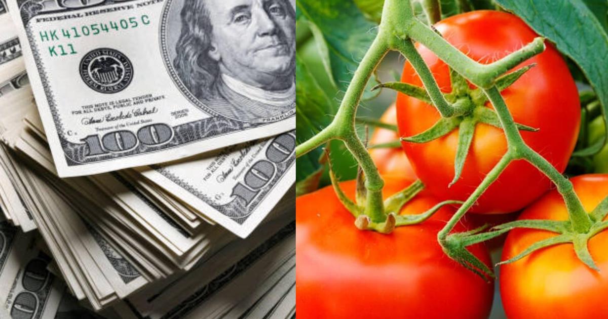 World Bank gives $20 million grant to Ghana to address looming tomato ...