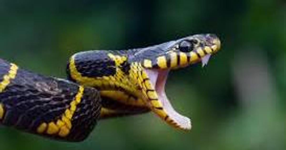 5 Ways Snakes Are Important to the Environment and Human Survival ...