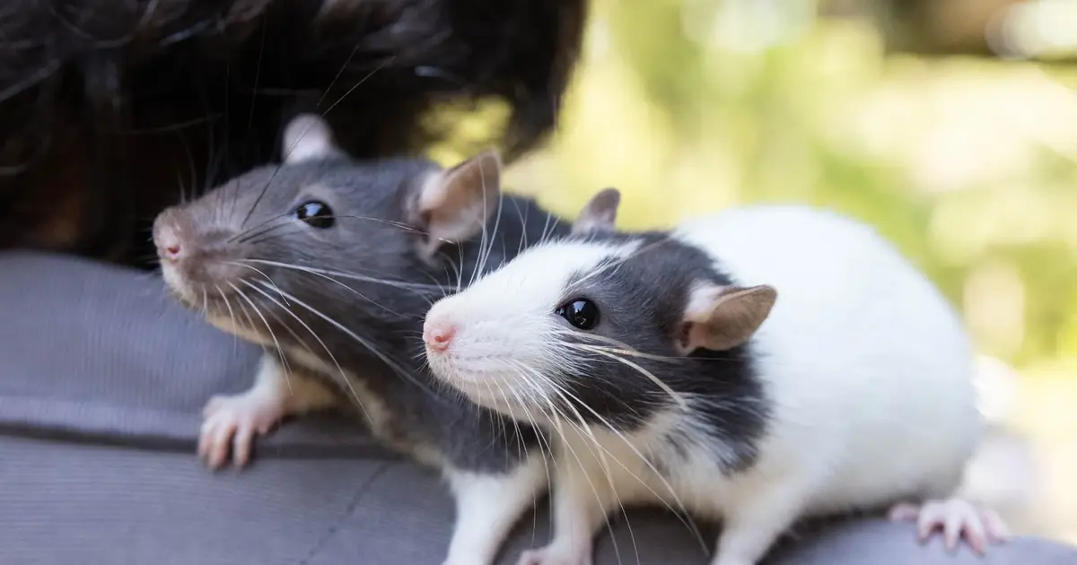 Meet the world’s most expensive rats | Pulse Nigeria