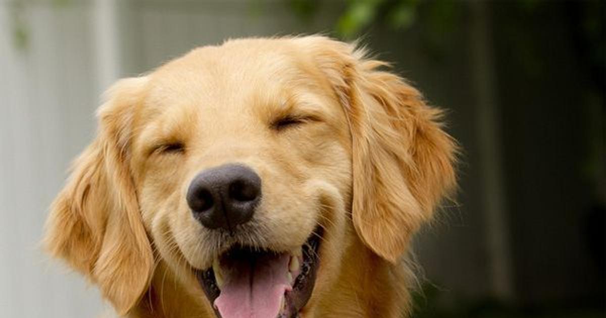 Top 5 animals that actually understand human language | Pulse Nigeria