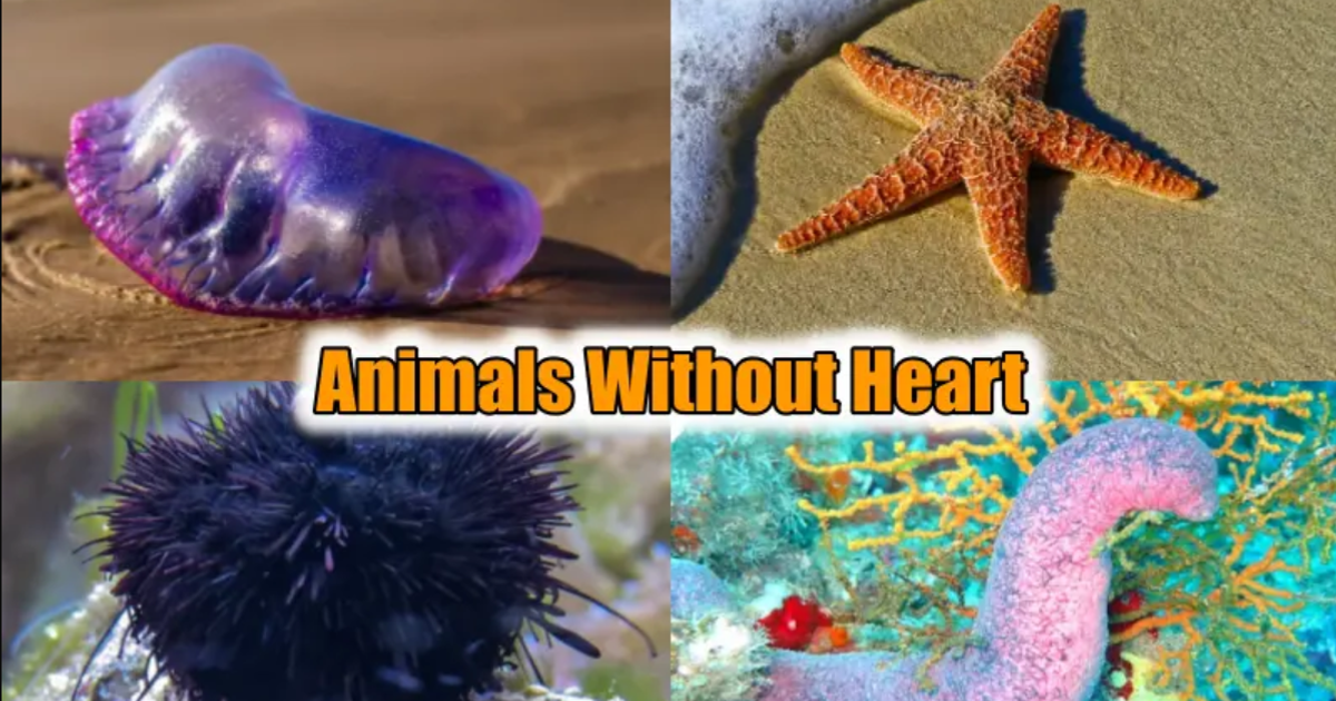 5 creatures that can live without a heart | Pulse Nigeria