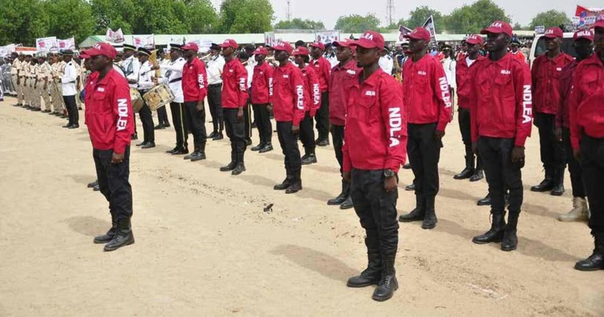 NDLEA Salary 2025: Full Salary Structure, Ranks & Allowances | Pulse ...