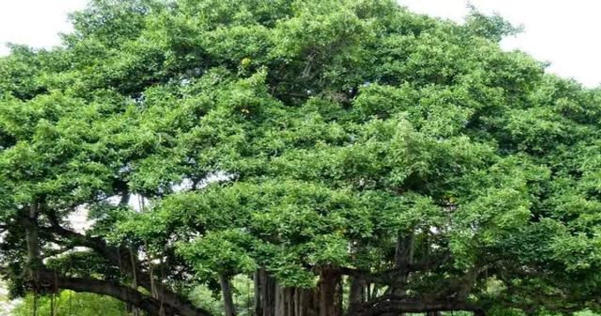 Meet the 550-year-old tree in India that's the size of 4 football ...