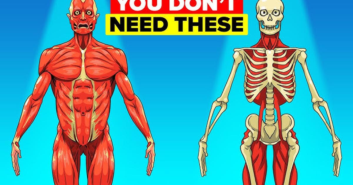 Kidney and 5 other body parts you don’t need to survive | Pulse Nigeria