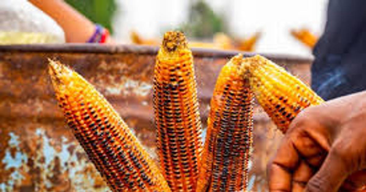 5 health benefits of eating corn | Pulse Nigeria