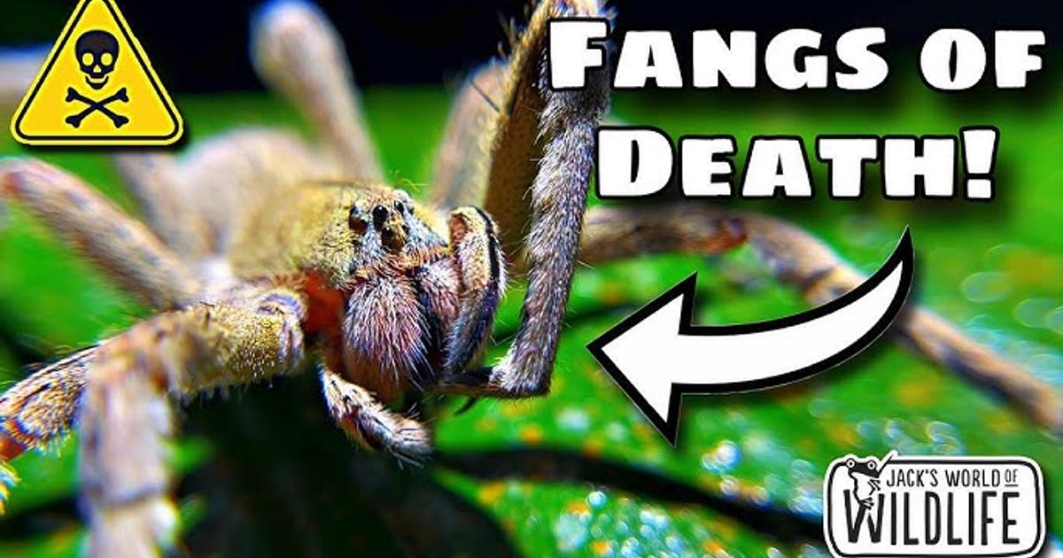 Most dangerous animals you never knew existed | Pulse Nigeria