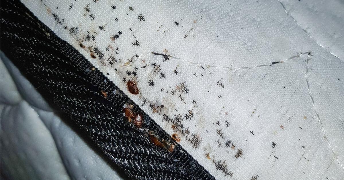 Where Are Bed Bugs Most Common? 10 Countries with the Worst ...