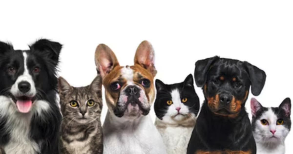 CURP para mascotas CDMX: ¿Cuándo y dónde te lo van a pedir? | RÉCORD