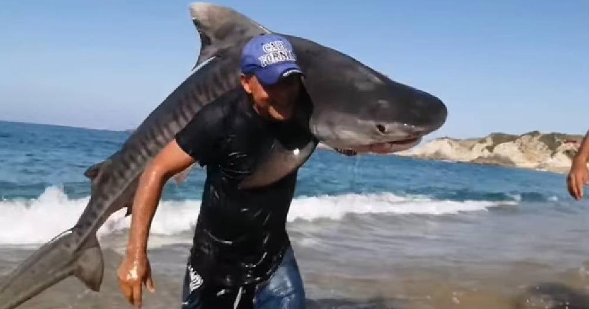 VIDEO: Pescador en Michoacán captura tiburón tigre con sus propias ...