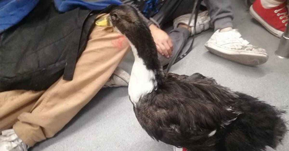 VIDEO: Pato con tenis se pasea en el metro y el Centro de la CDMX | RÉCORD