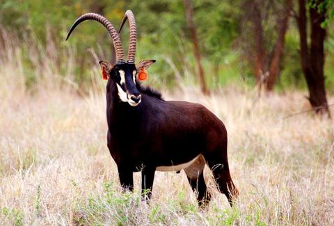 Top 3 animals Nigeria's Super Eagles faced on the road to AFCON final ...